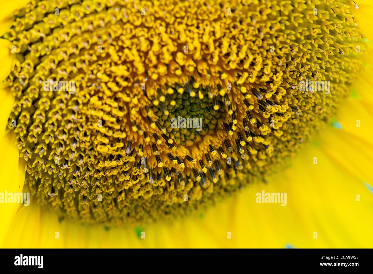 A close up of the flower head of a sunflower (Helianthus annuus Stock ...