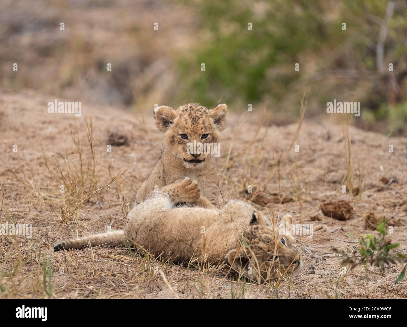 Lions pose hi-res stock photography and images - Alamy