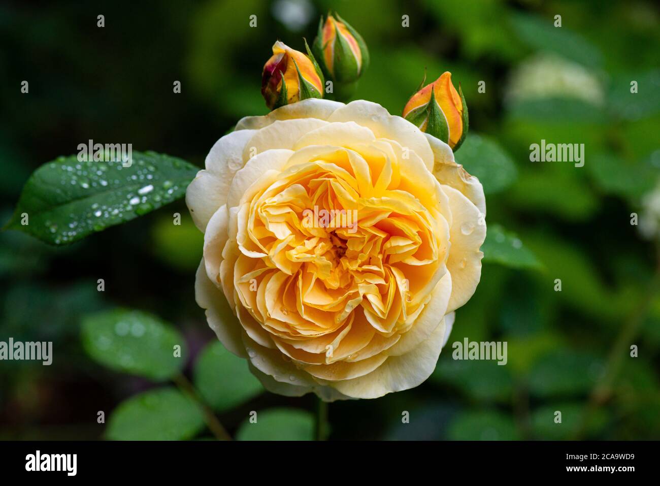 The flower of a rose 'Teasing Georgia' Stock Photo - Alamy