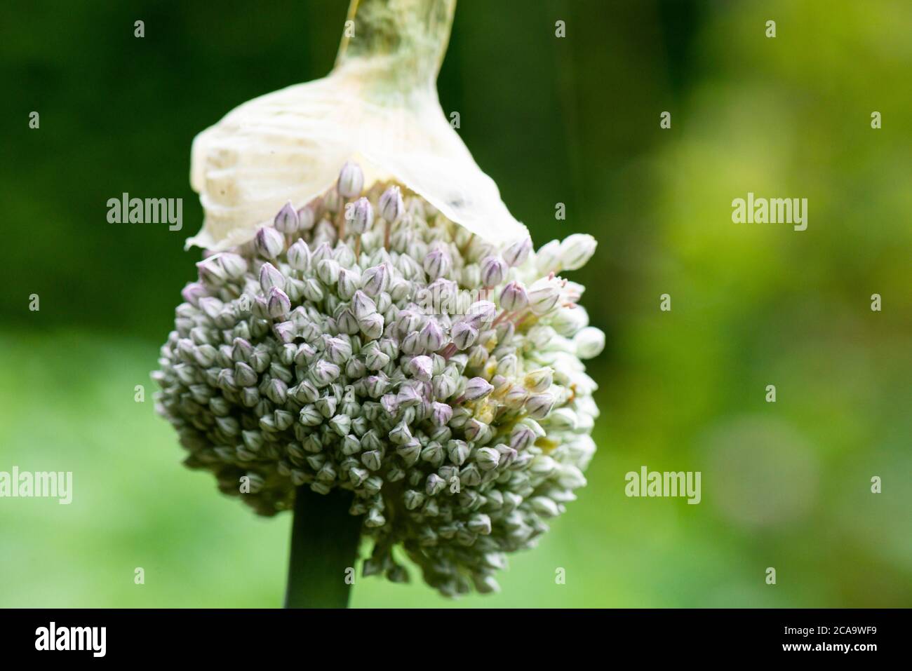 The flower head of a Leek Lyon 2 - Prizetaker Stock Photo - Alamy