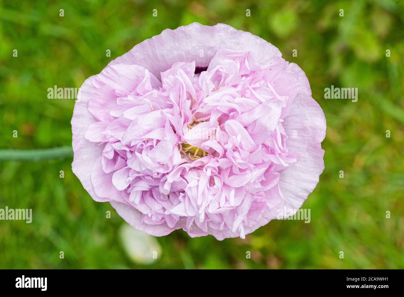 The flower of a Poppy 'Tallulah Belle Blush' Stock Photo - Alamy