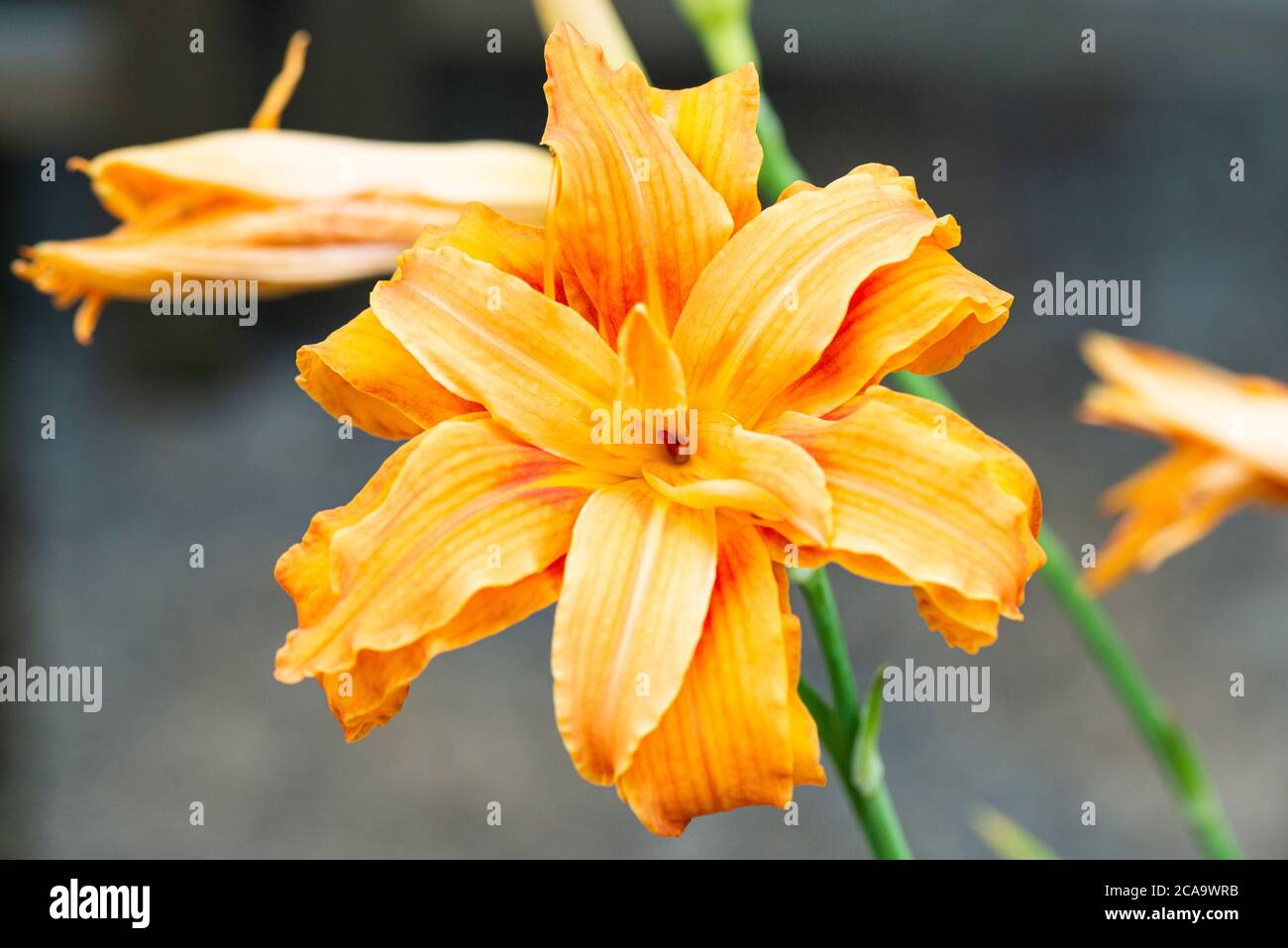 Double flower daylily hi-res stock photography and images - Alamy