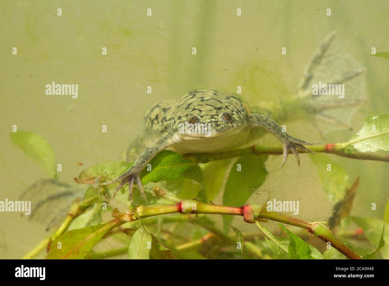 African clawed frog (Xenopus laevis, also known as the xenopus, African ...