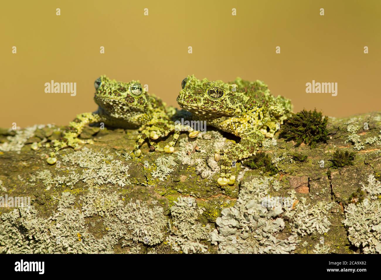 Theloderma corticale (common names: mossy frog, Vietnamese mossy frog ...