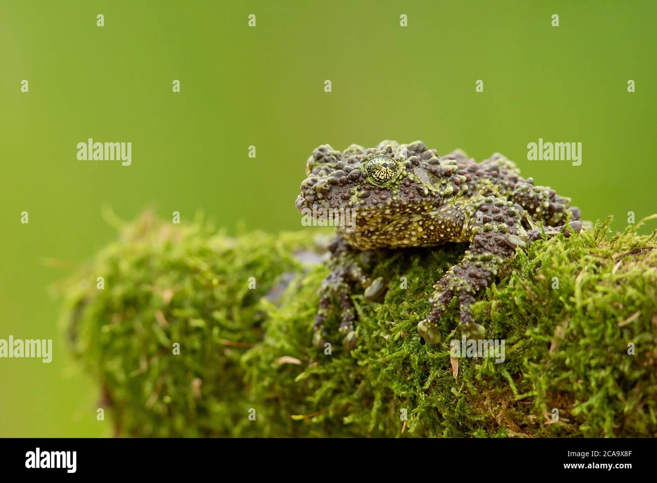 Theloderma corticale (common names: mossy frog, Vietnamese mossy frog ...