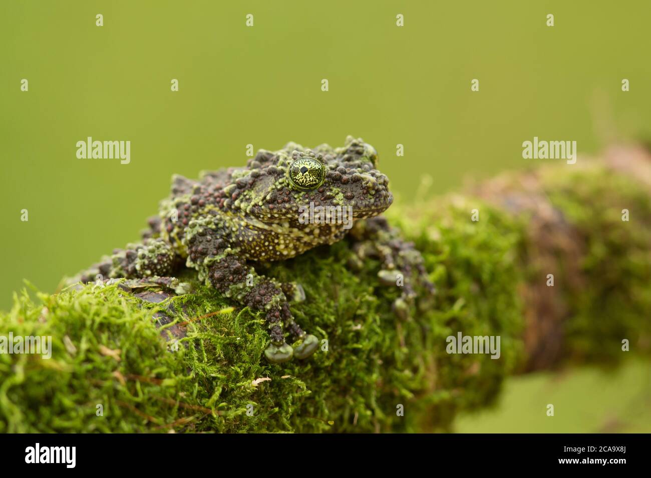 Theloderma corticale (common names: mossy frog, Vietnamese mossy frog ...