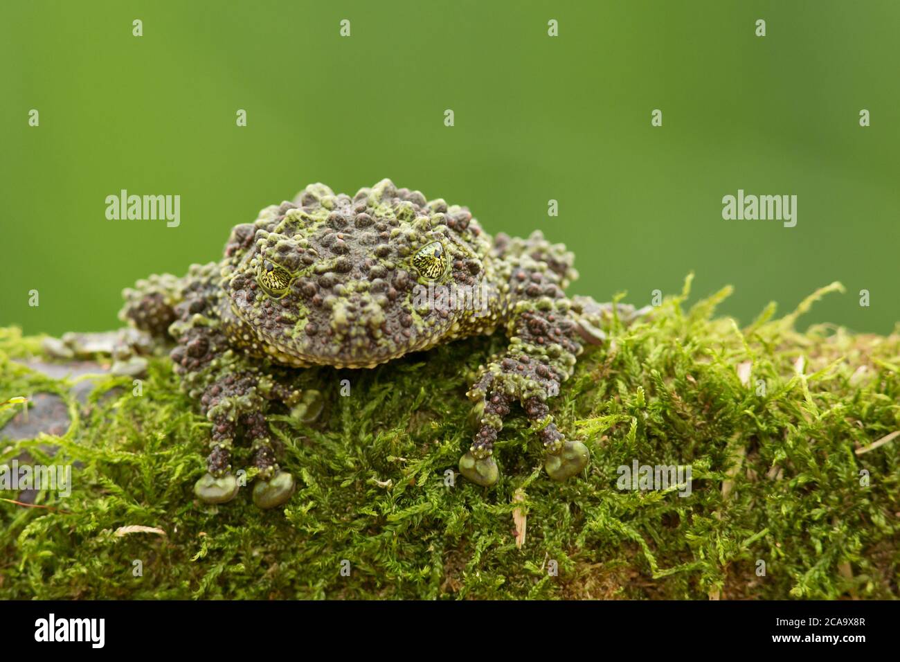Theloderma corticale (common names: mossy frog, Vietnamese mossy frog ...