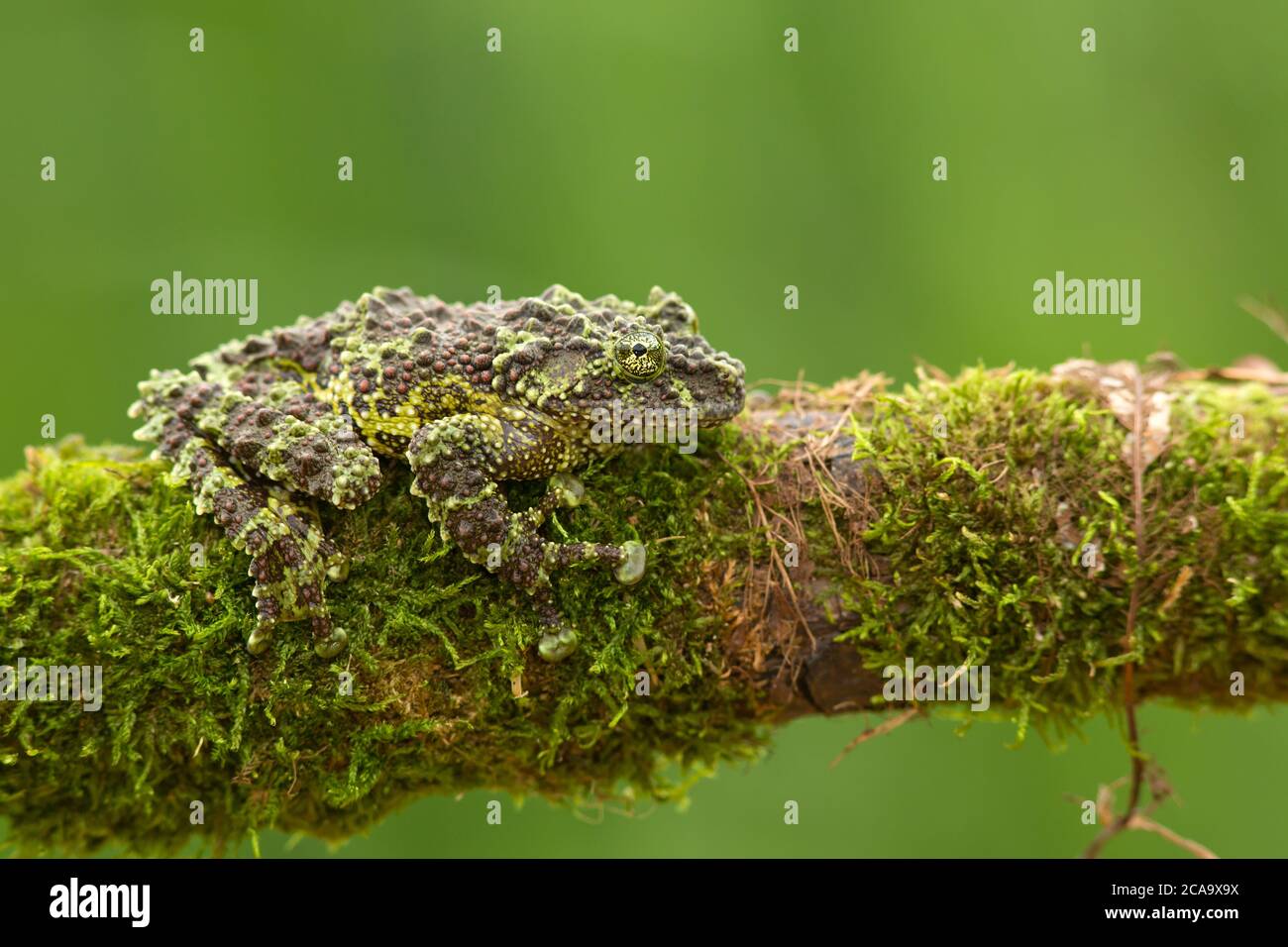 Theloderma corticale (common names: mossy frog, Vietnamese mossy frog ...