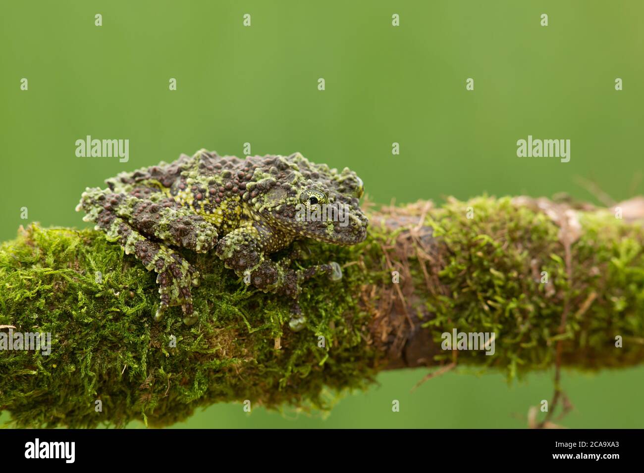 Theloderma corticale (common names: mossy frog, Vietnamese mossy frog ...
