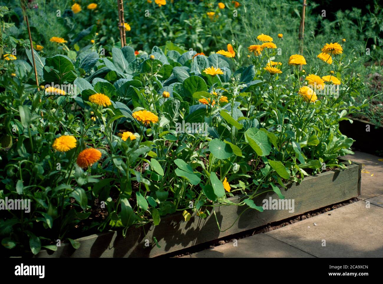 Pot marigolds hi-res stock photography and images - Alamy