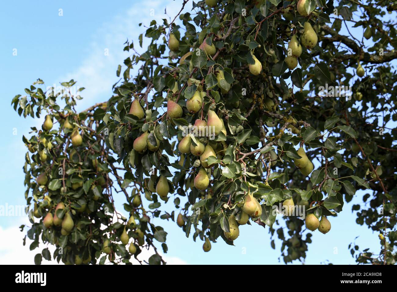 Pears natural form hi-res stock photography and images - Alamy