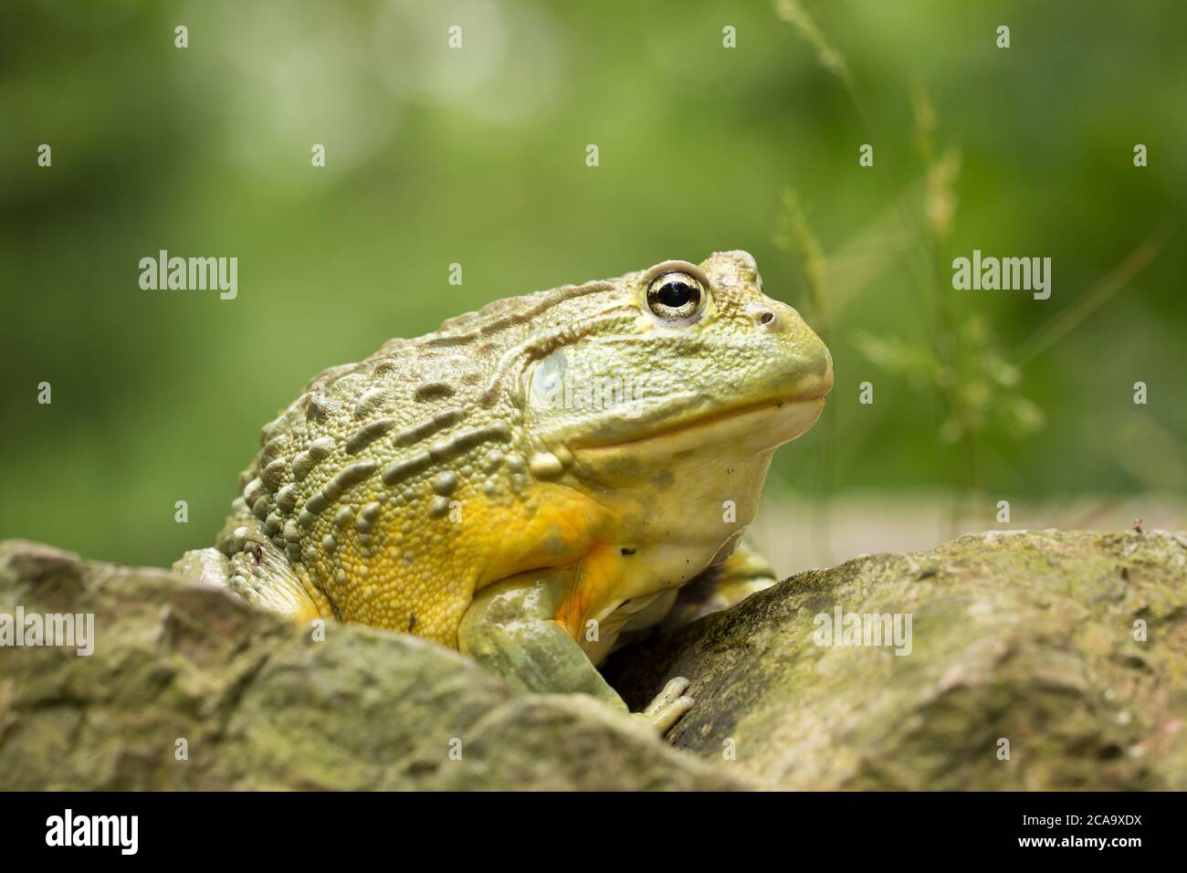 African bullfrog (Pyxicephalus adspersus) is a species of frog in the ...