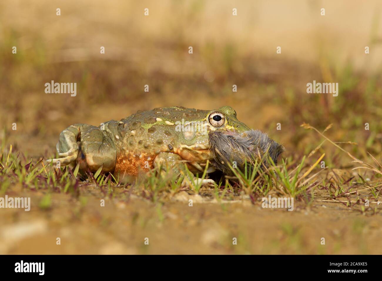 African bullfrog (Pyxicephalus adspersus) is a species of frog in the ...