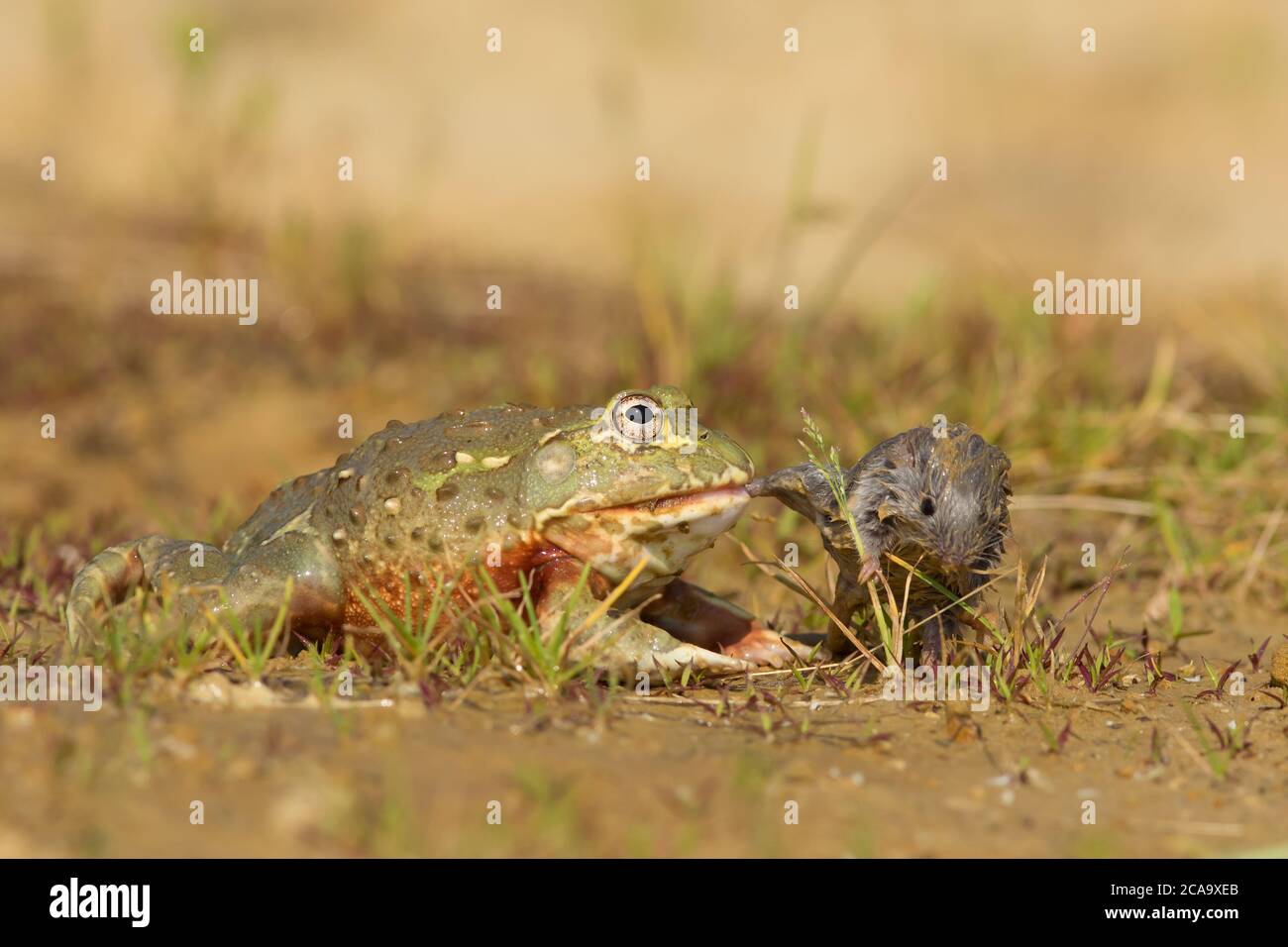 African bullfrog (Pyxicephalus adspersus) is a species of frog in the ...