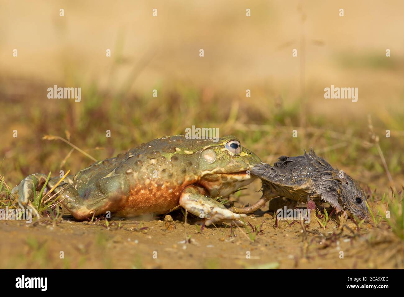 African bullfrog (Pyxicephalus adspersus) is a species of frog in the ...