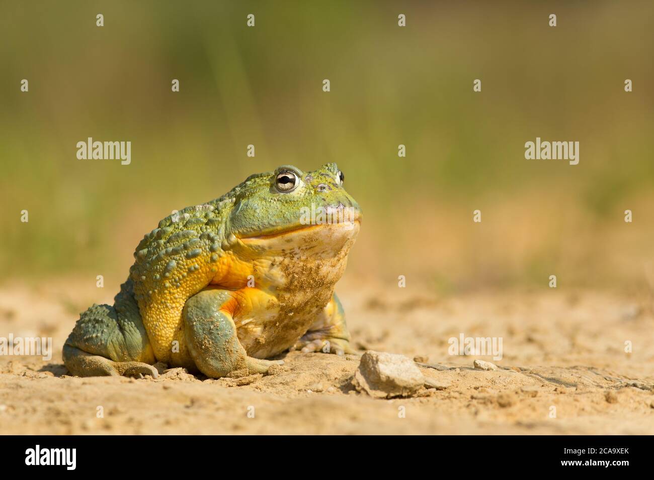 African bullfrog (Pyxicephalus adspersus) is a species of frog in the ...