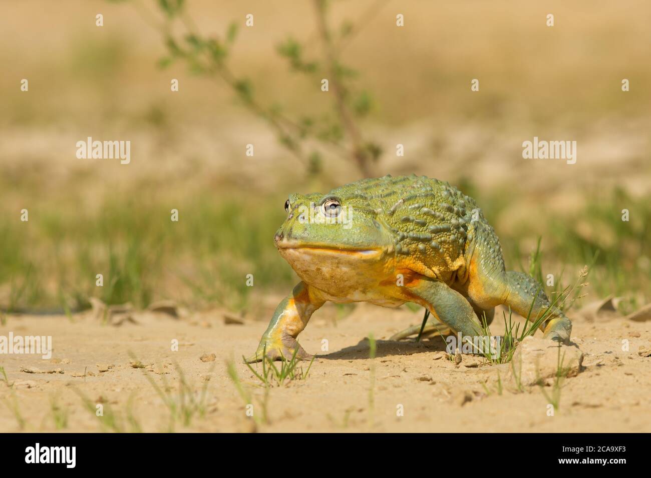 African bullfrog (Pyxicephalus adspersus) is a species of frog in the ...
