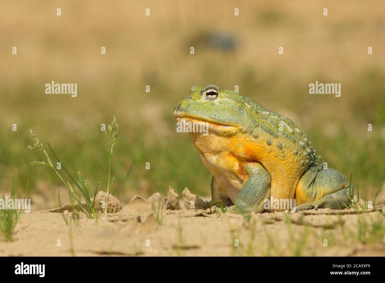 African bullfrog (Pyxicephalus adspersus) is a species of frog in the ...