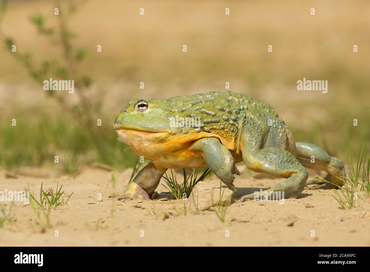 African bullfrog (Pyxicephalus adspersus) is a species of frog in the ...