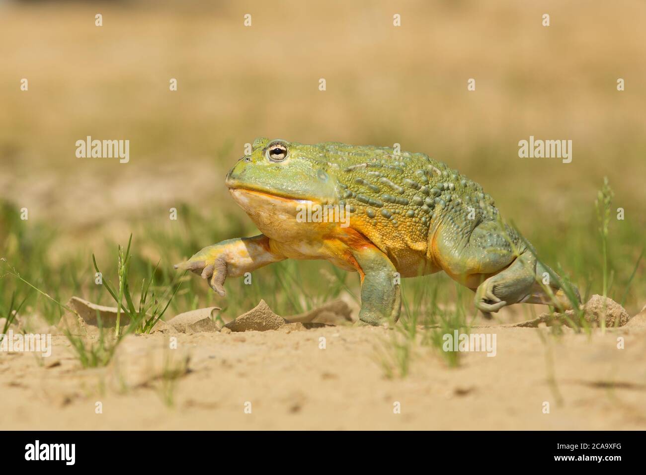 African bullfrog (Pyxicephalus adspersus) is a species of frog in the ...