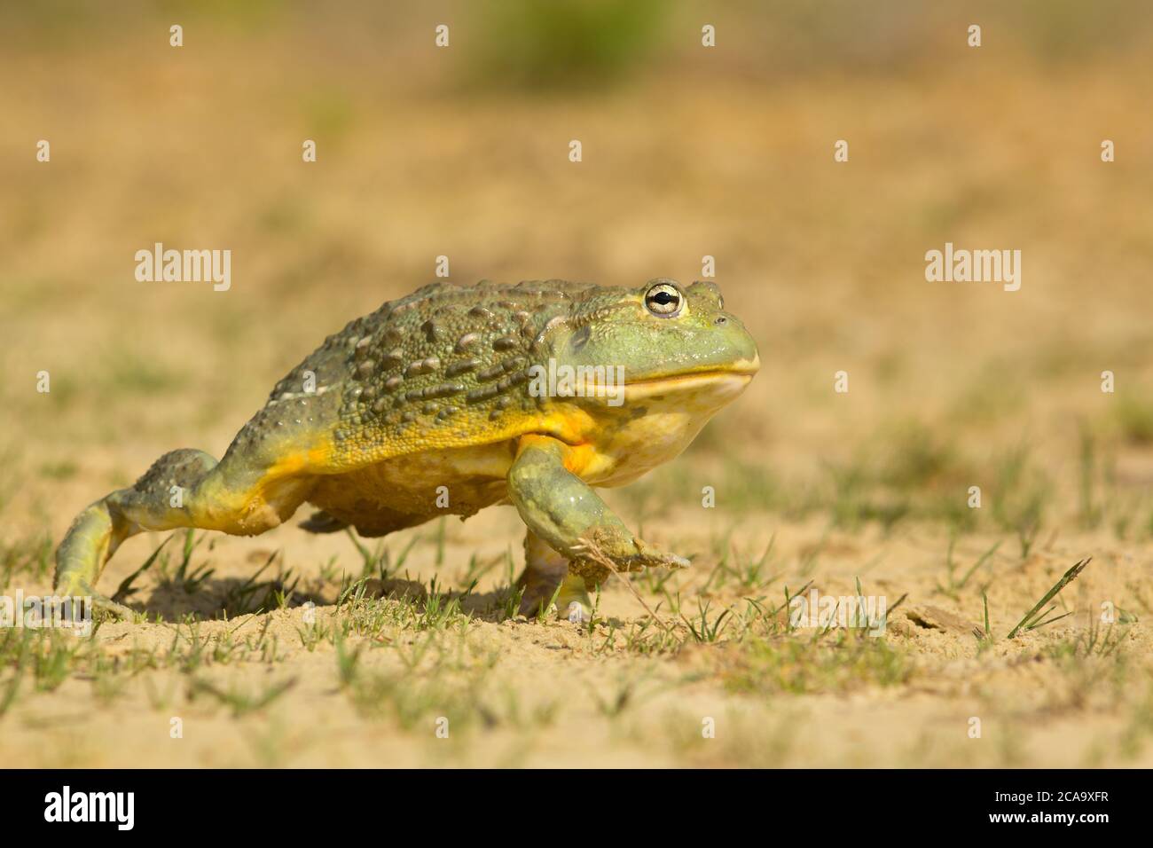 African bullfrog (Pyxicephalus adspersus) is a species of frog in the ...