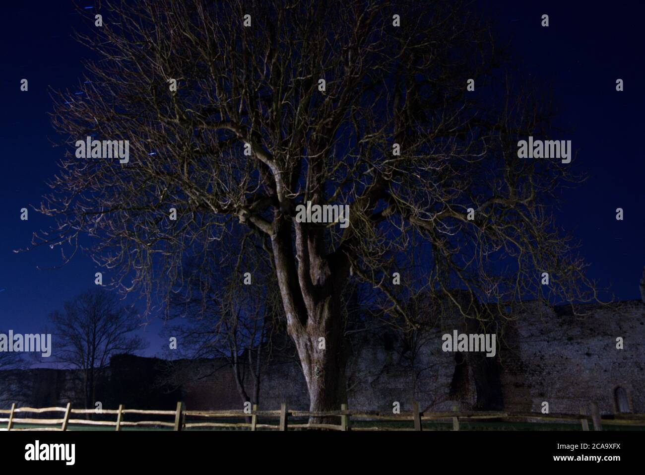 Moonlight lighting up a tree at night Stock Photo - Alamy