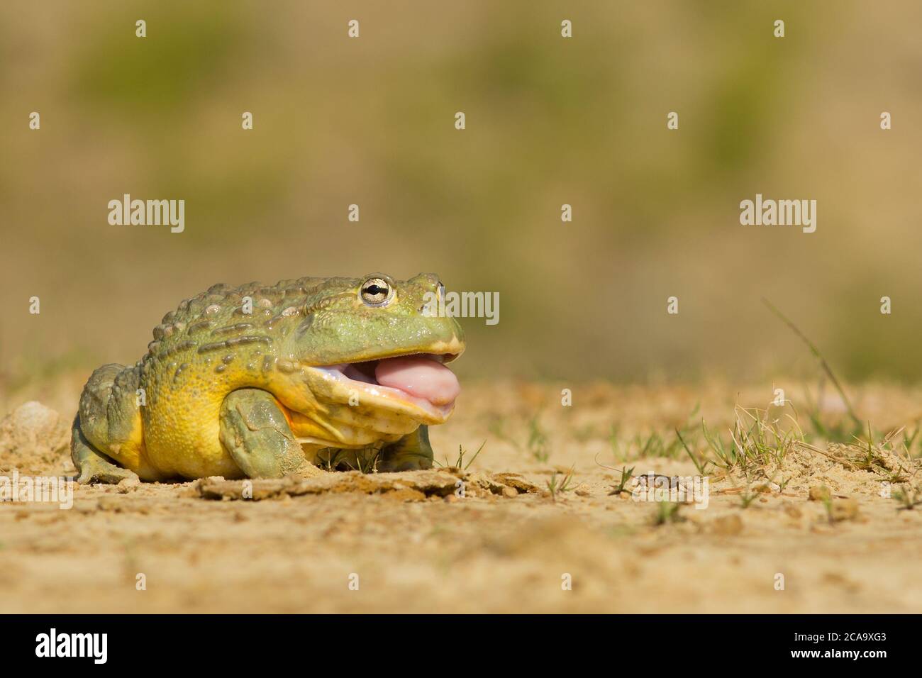 African bullfrog (Pyxicephalus adspersus) is a species of frog in the ...