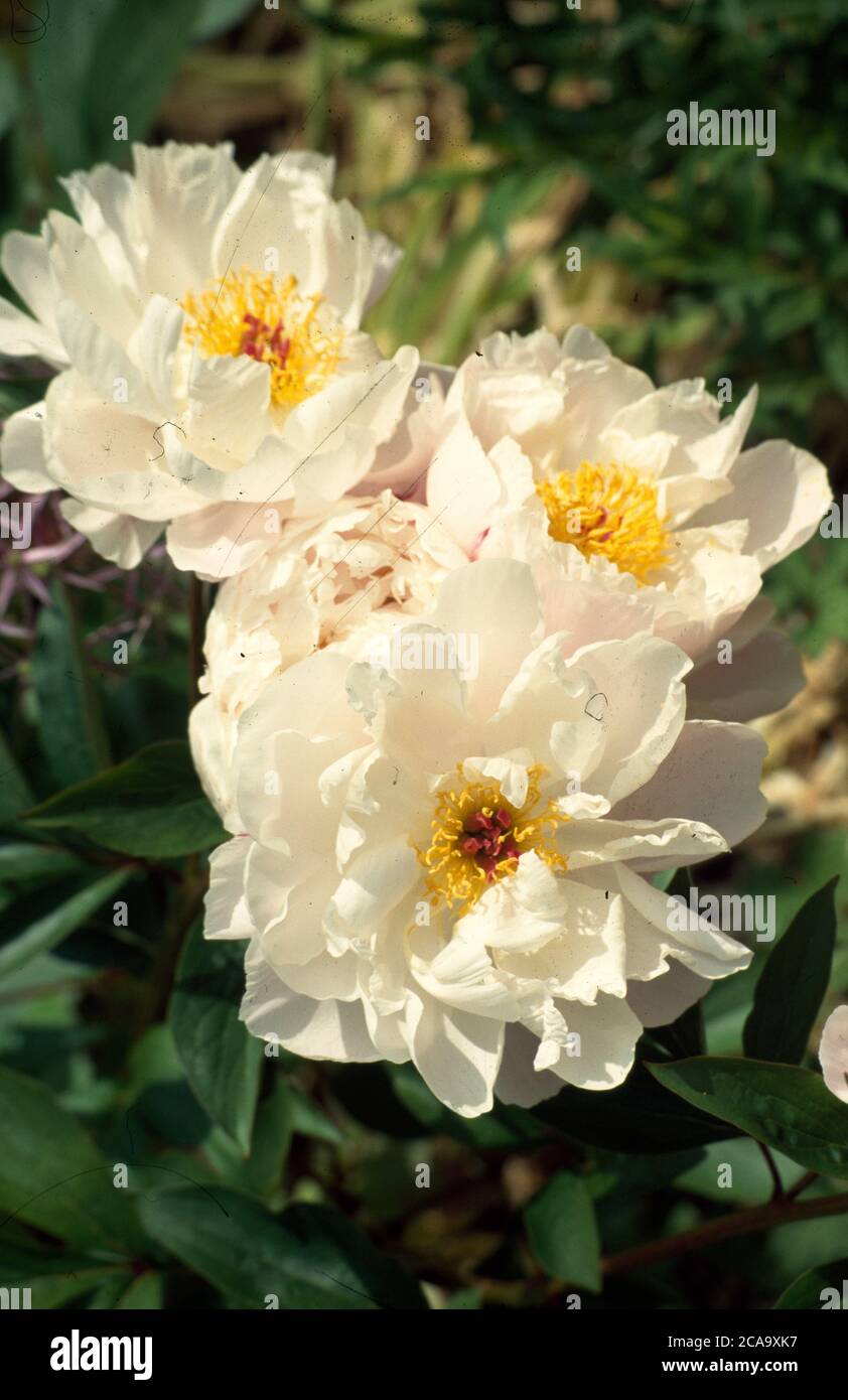 Peach peony hi-res stock photography and images - Alamy