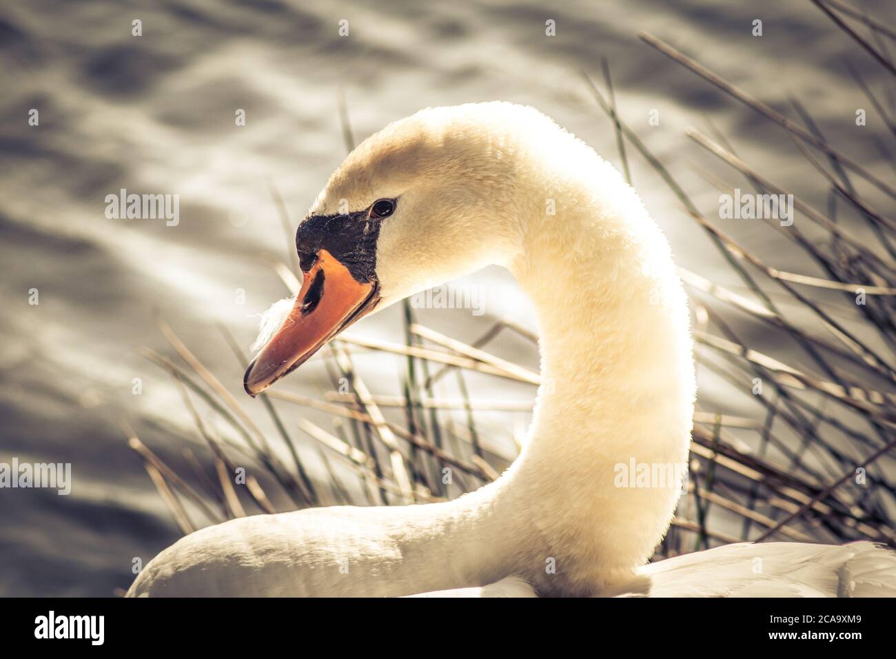 Portrait of a white Swan Stock Photo - Alamy