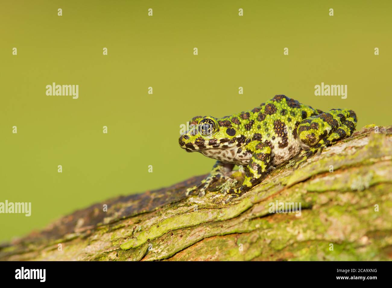 Japanese tree frog hi-res stock photography and images - Alamy