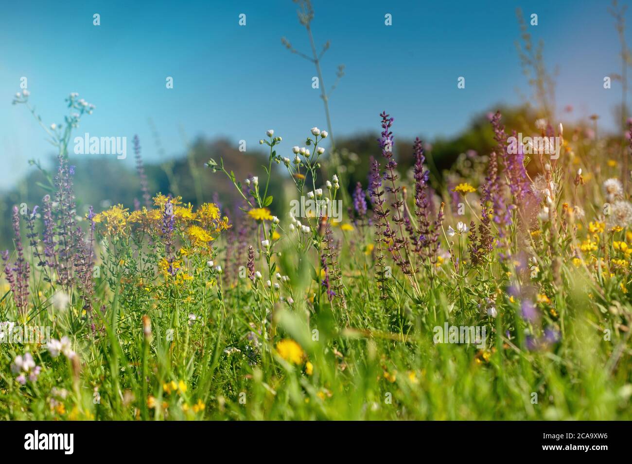 Wild flowers in the meadow with sun flares. Summer wildflowers in ...