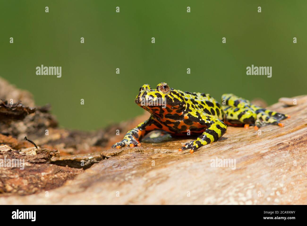 Fire bellied toad hi-res stock photography and images - Alamy