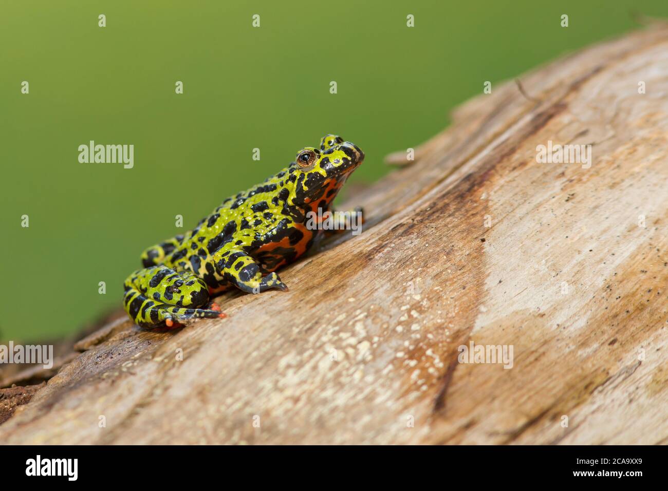 Bombina orientalis hi-res stock photography and images - Alamy