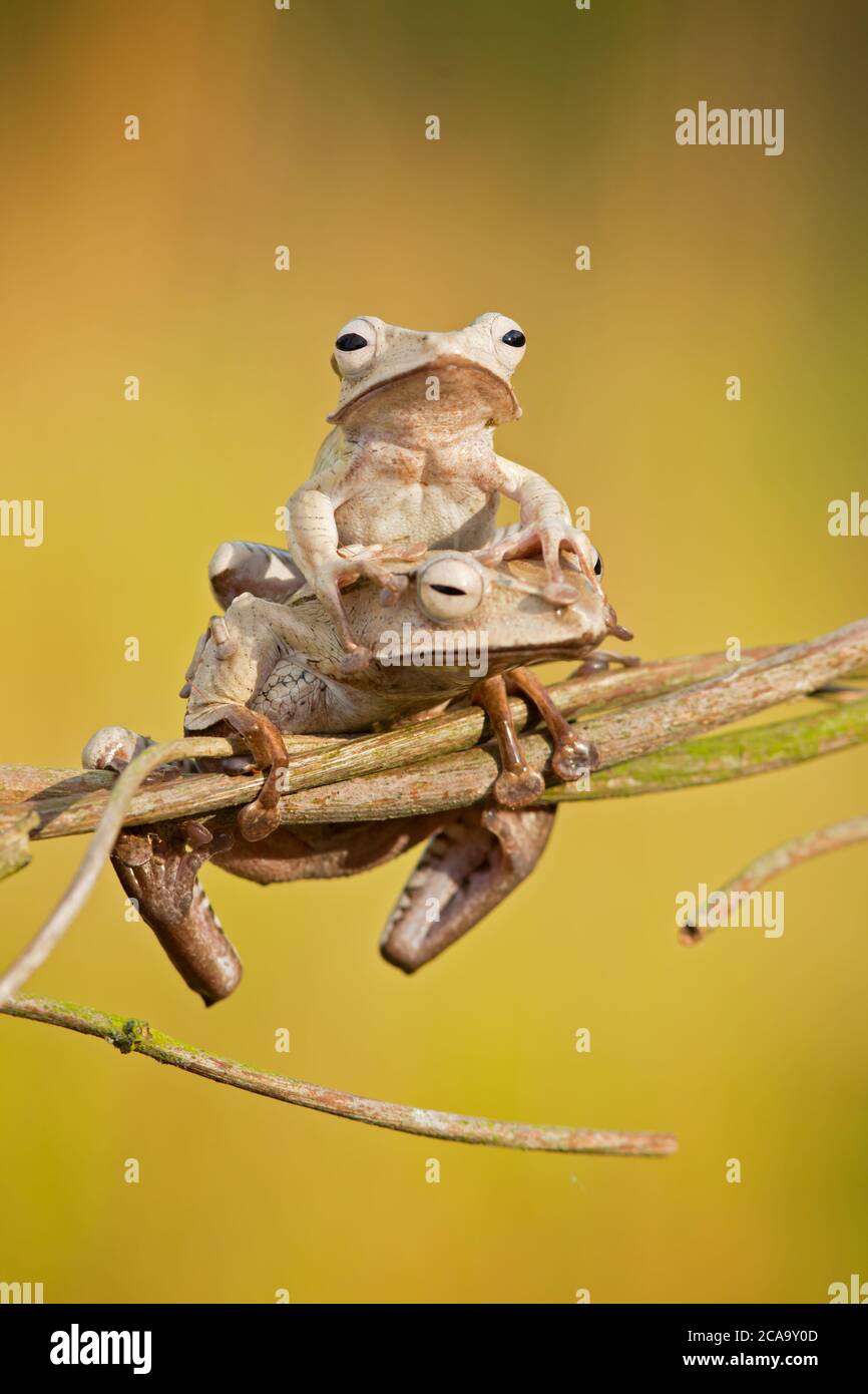 Frogs of brunei hi-res stock photography and images - Alamy