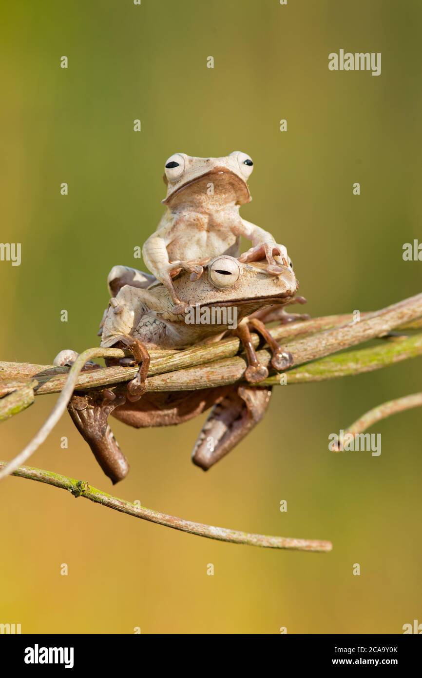 Polypedates otilophus (also known as the file-eared tree frog, Borneo ...