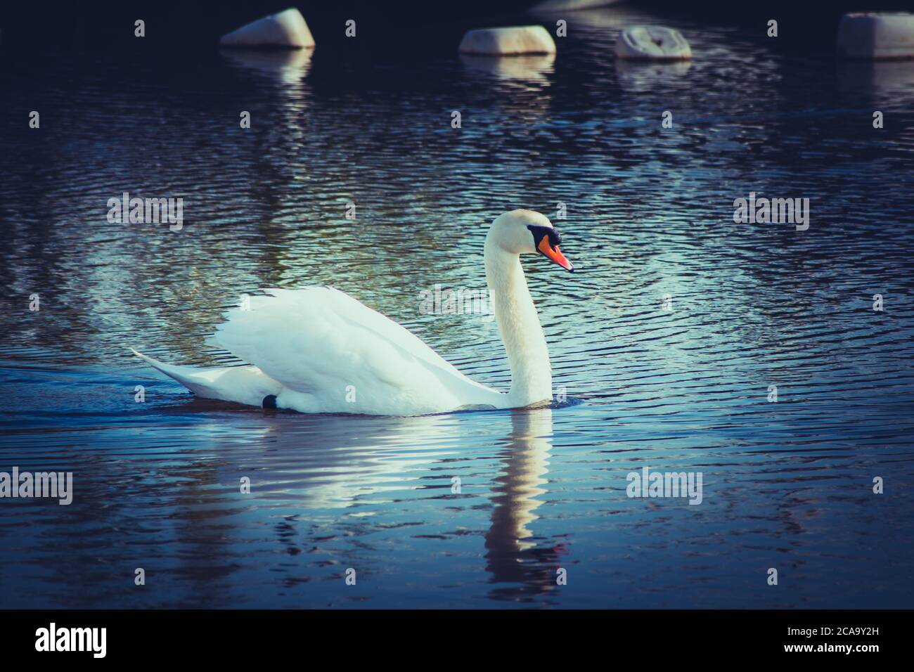 Swan fish in beak hi-res stock photography and images - Alamy