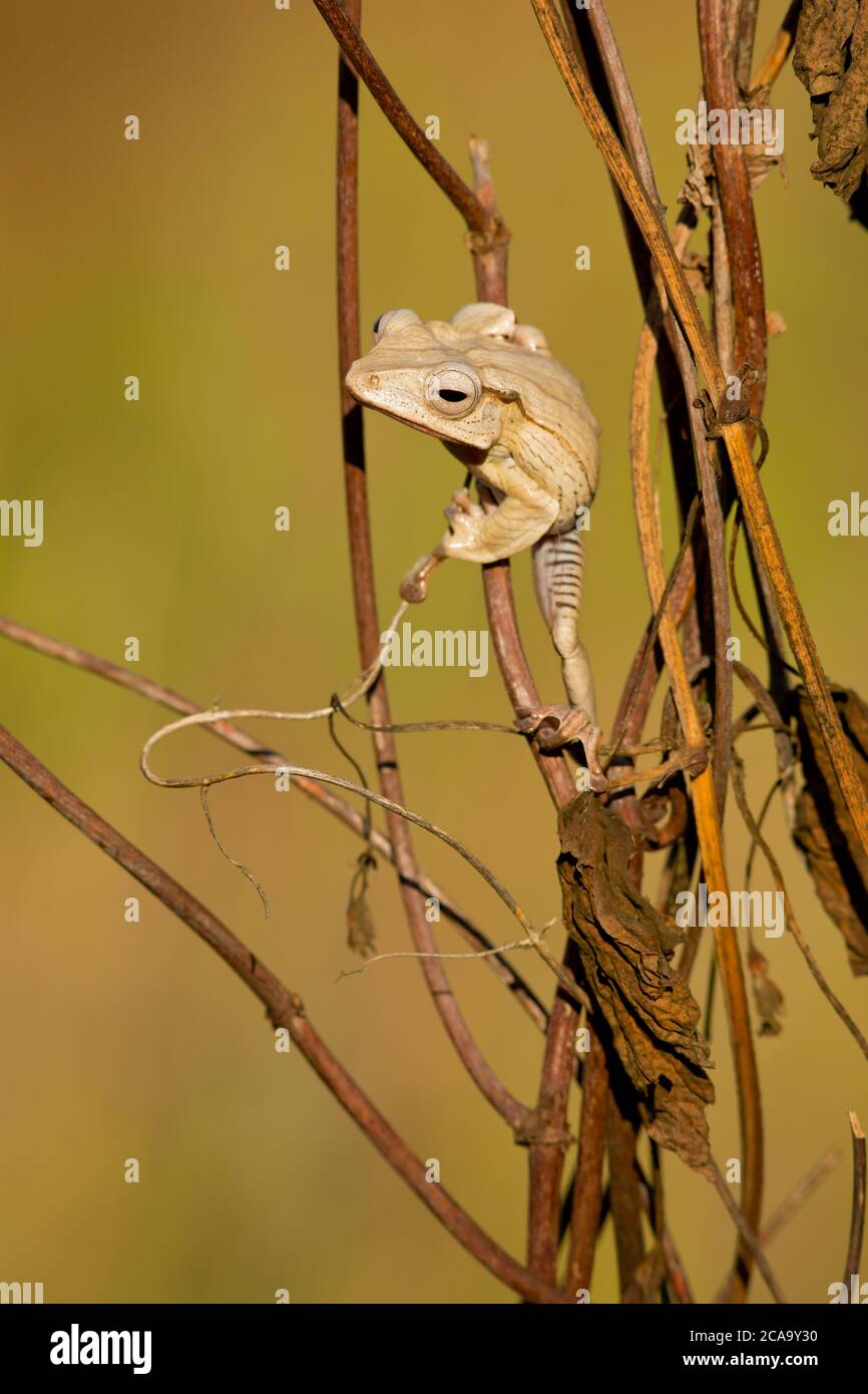 Polypedates otilophus (also known as the file-eared tree frog, Borneo ...