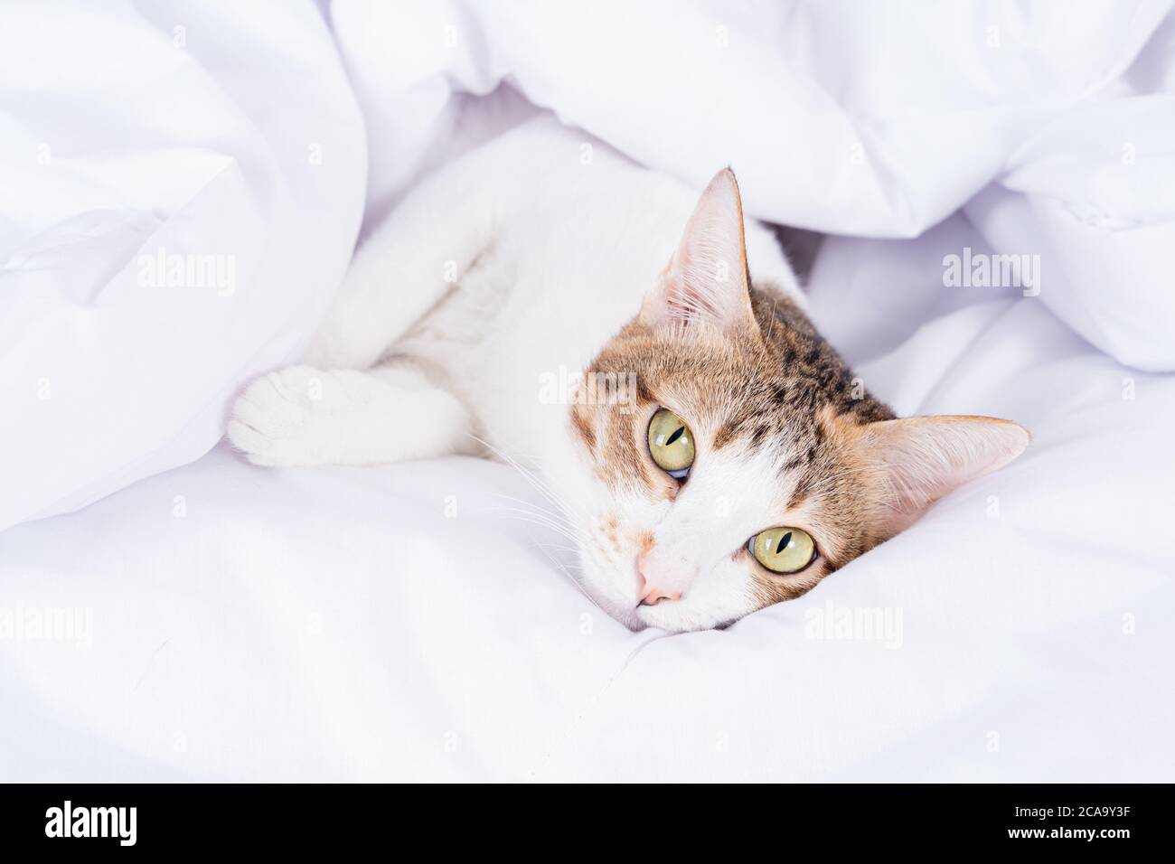 Multicolor tabby cute kitten lying under a blanket on the bed. Pets and ...