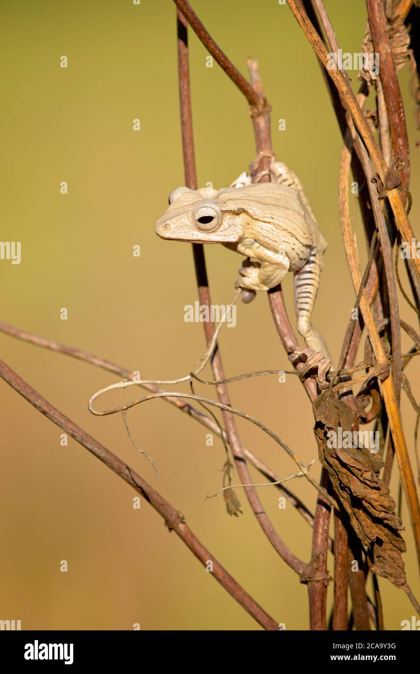 Polypedates otilophus (also known as the file-eared tree frog, Borneo ...