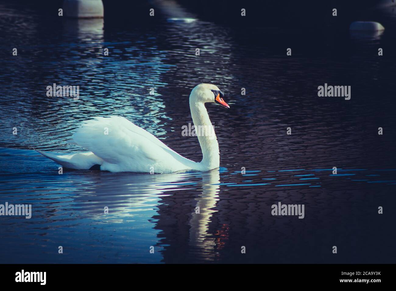 Swan fish in beak hi-res stock photography and images - Alamy