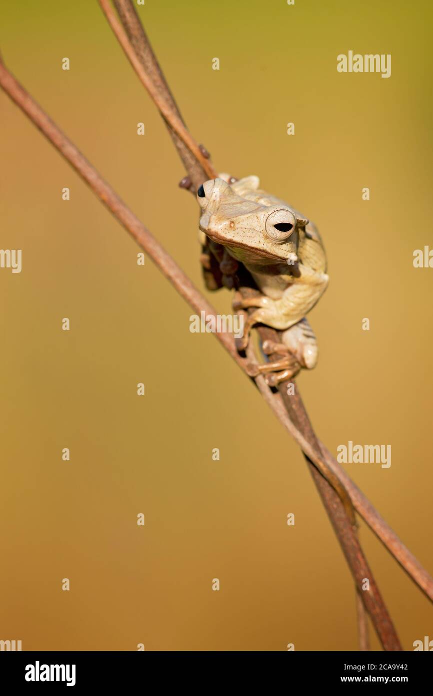 Polypedates otilophus (also known as the file-eared tree frog, Borneo ...