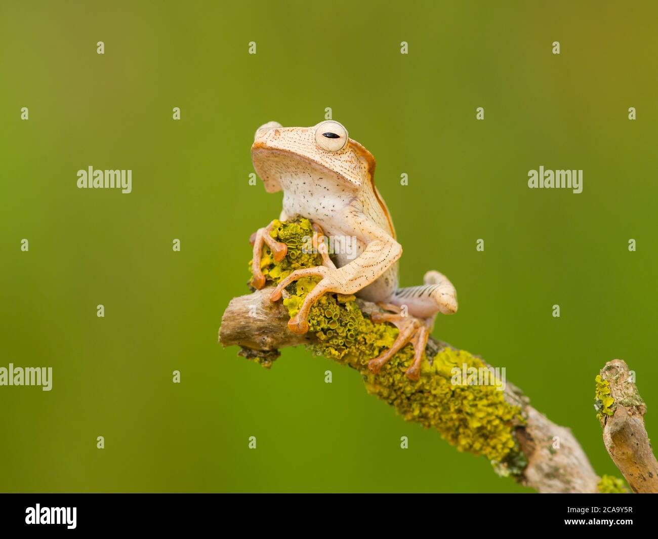 Polypedates otilophus (also known as the file-eared tree frog, Borneo ...
