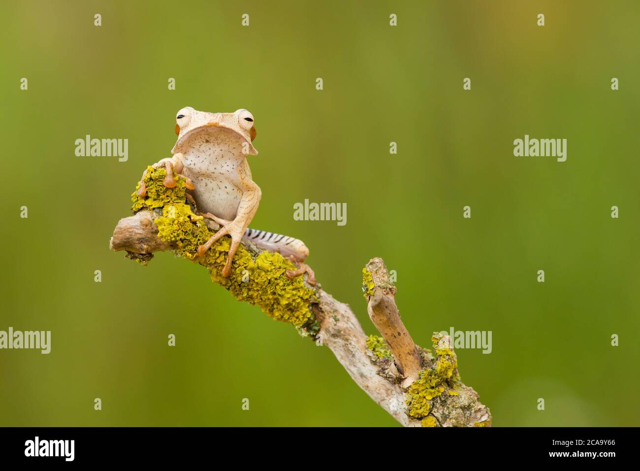 Polypedates otilophus (also known as the file-eared tree frog, Borneo ...