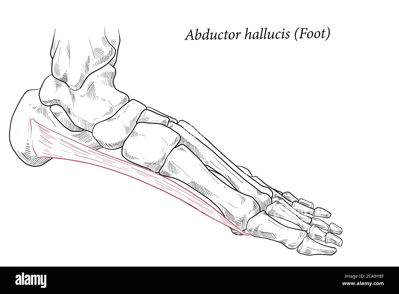 Abductor hallucis muscle foot Stock Vector Image & Art - Alamy
