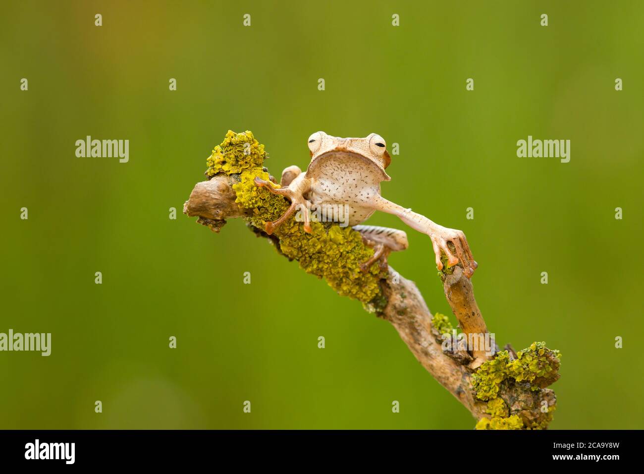 Frogs of brunei hi-res stock photography and images - Alamy