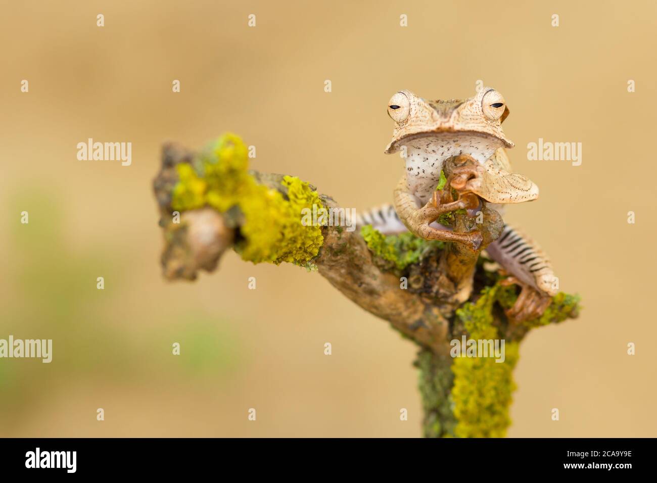 Polypedates otilophus (also known as the file-eared tree frog, Borneo ...