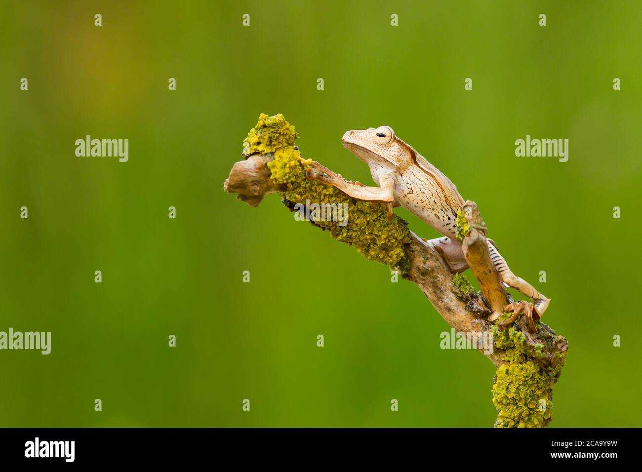 Polypedates otilophus (also known as the file-eared tree frog, Borneo ...