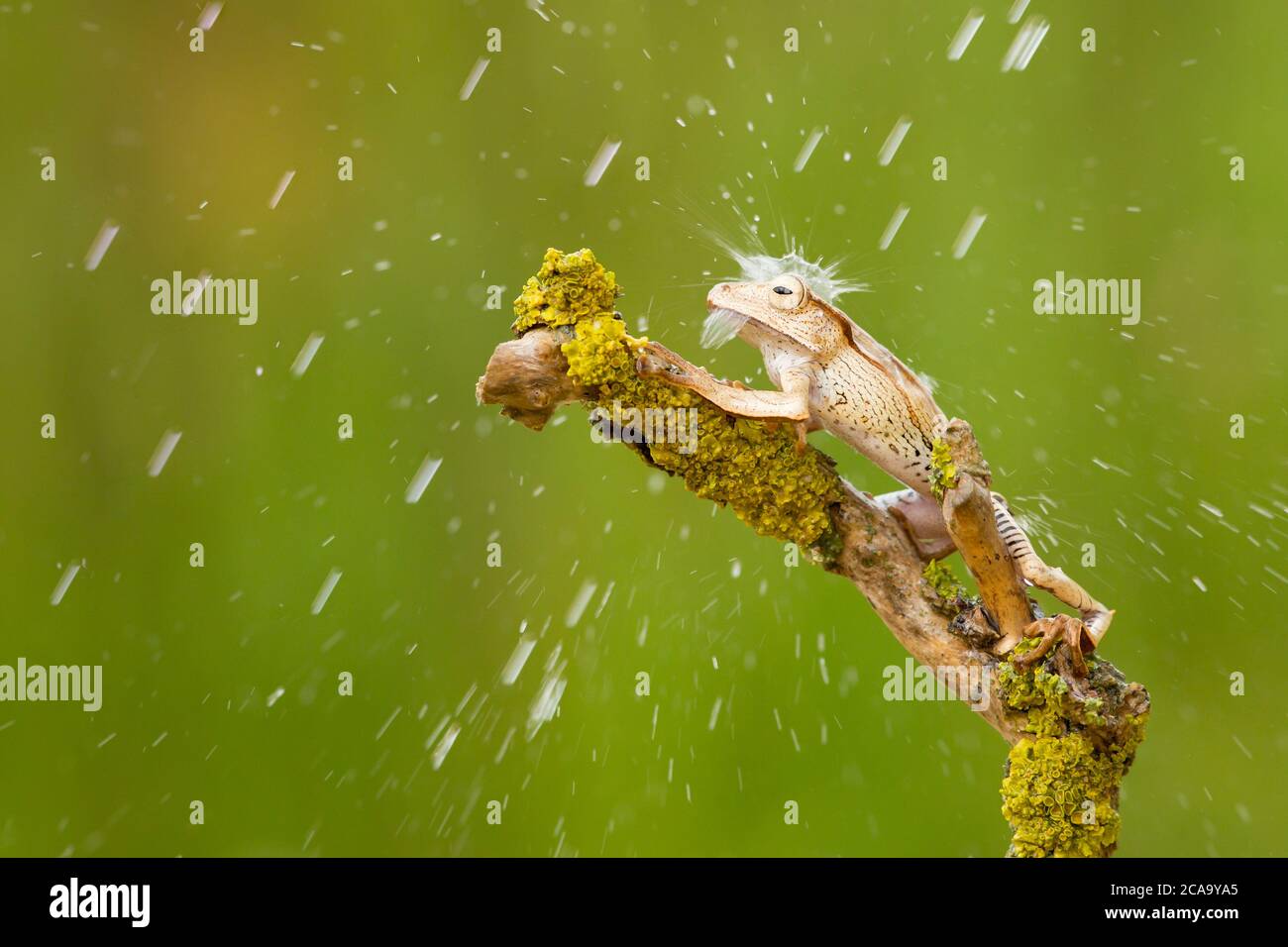 Polypedates otilophus (also known as the file-eared tree frog, Borneo ...