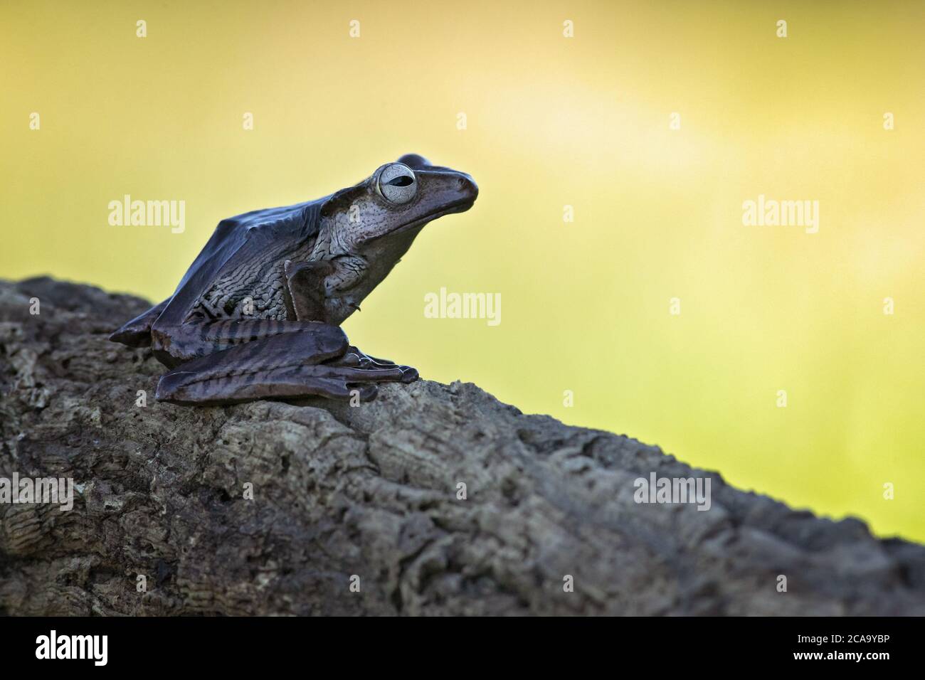 Polypedates otilophus (also known as the file-eared tree frog, Borneo ...