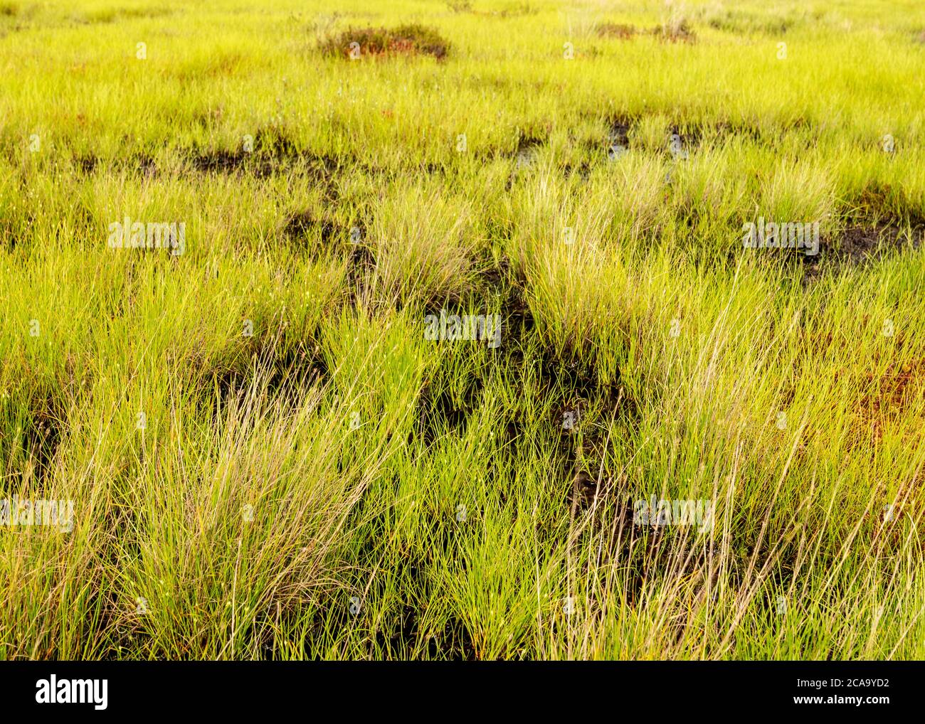 traditional bog vegetation background, bog grass, plants, water, moss ...